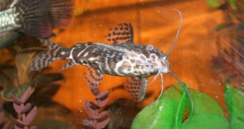 Synodontis Pardalis