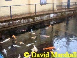 the aquarium at matlock baths