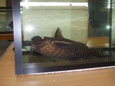 synodontis angelicus