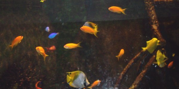 the aquarium at liverpool