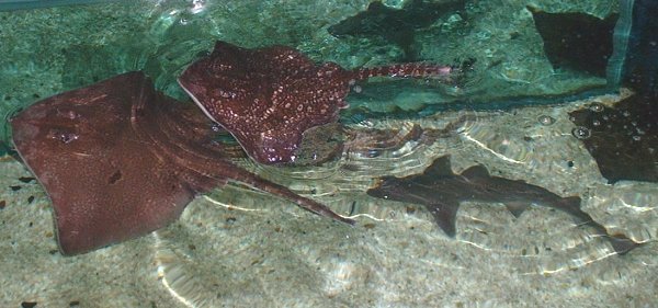 the aquarium at liverpool